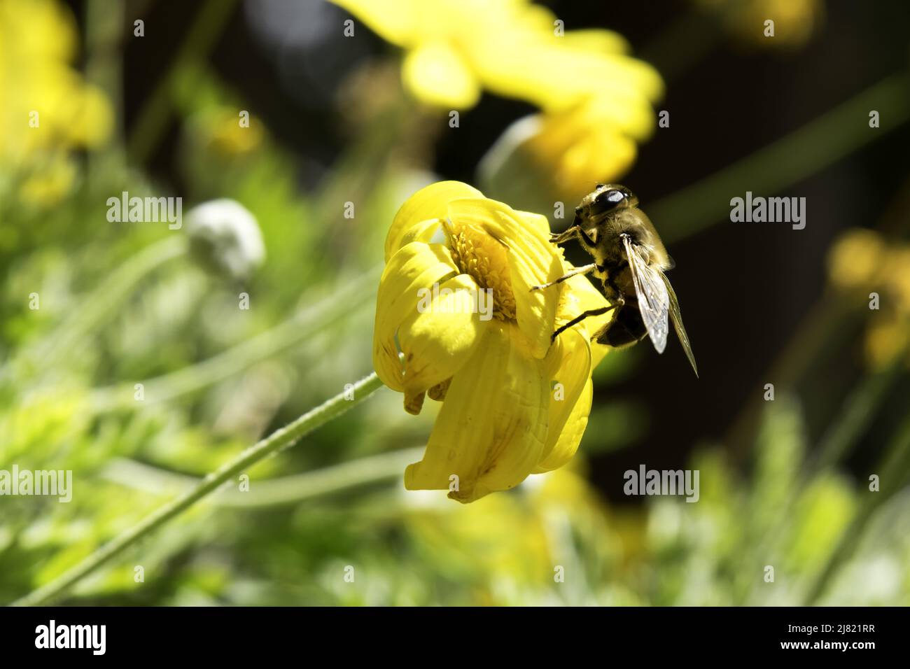 Ape giardino hi-res stock photography and images - Alamy