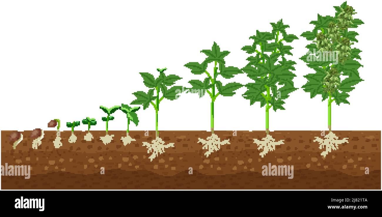 Stages of cannabis plant growing illustration Stock Vector Image & Art ...
