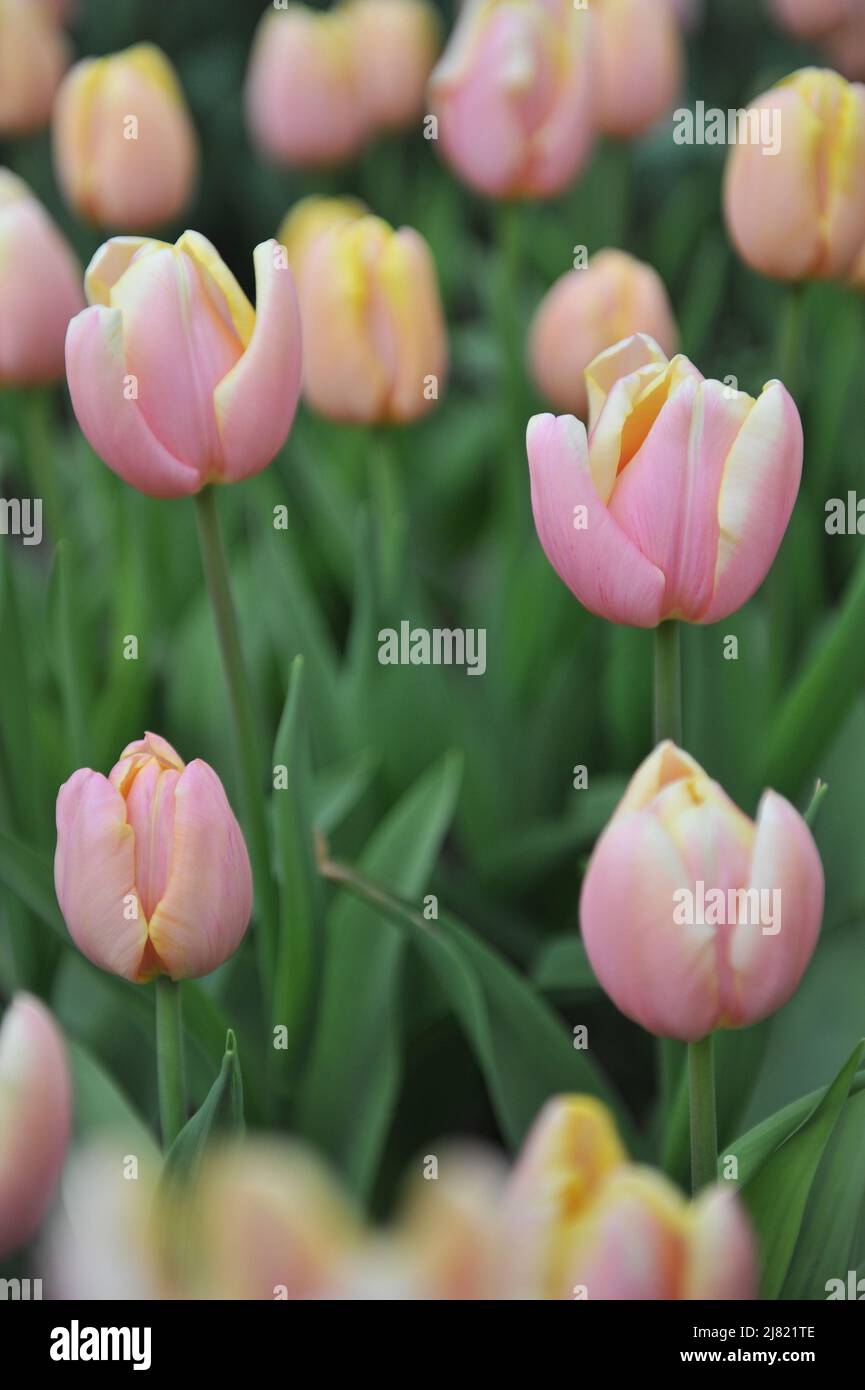 Apricot-pink and white Triumph tulips (Tulipa) Mango Charm bloom in a ...