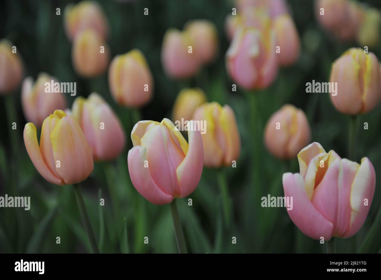 Apricot-pink and white Triumph tulips (Tulipa) Mango Charm bloom in a ...