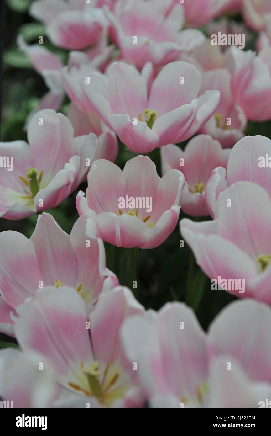 Apricot-pink and white Triumph tulips (Tulipa) Mango Charm bloom in a ...