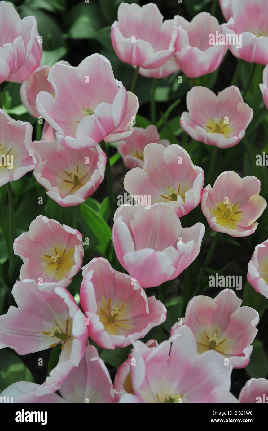 Apricot-pink and white Triumph tulips (Tulipa) Mango Charm bloom in a ...