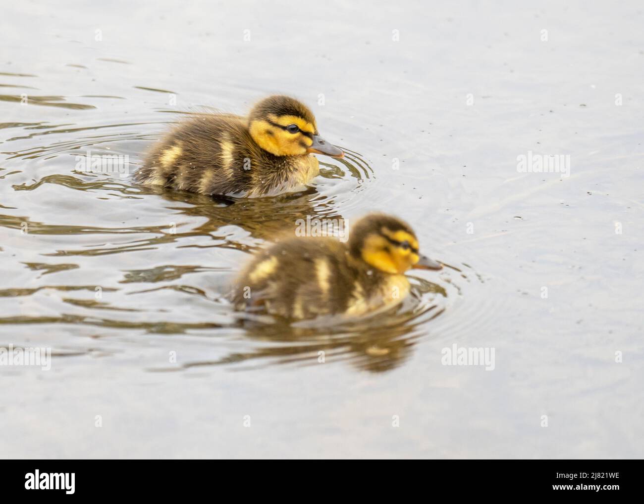 Ducklings on lake hi-res stock photography and images - Alamy