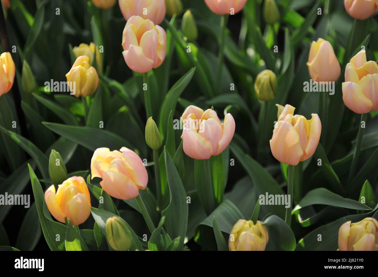 Apricot-pink and white Triumph tulips (Tulipa) Mango Charm bloom in a ...