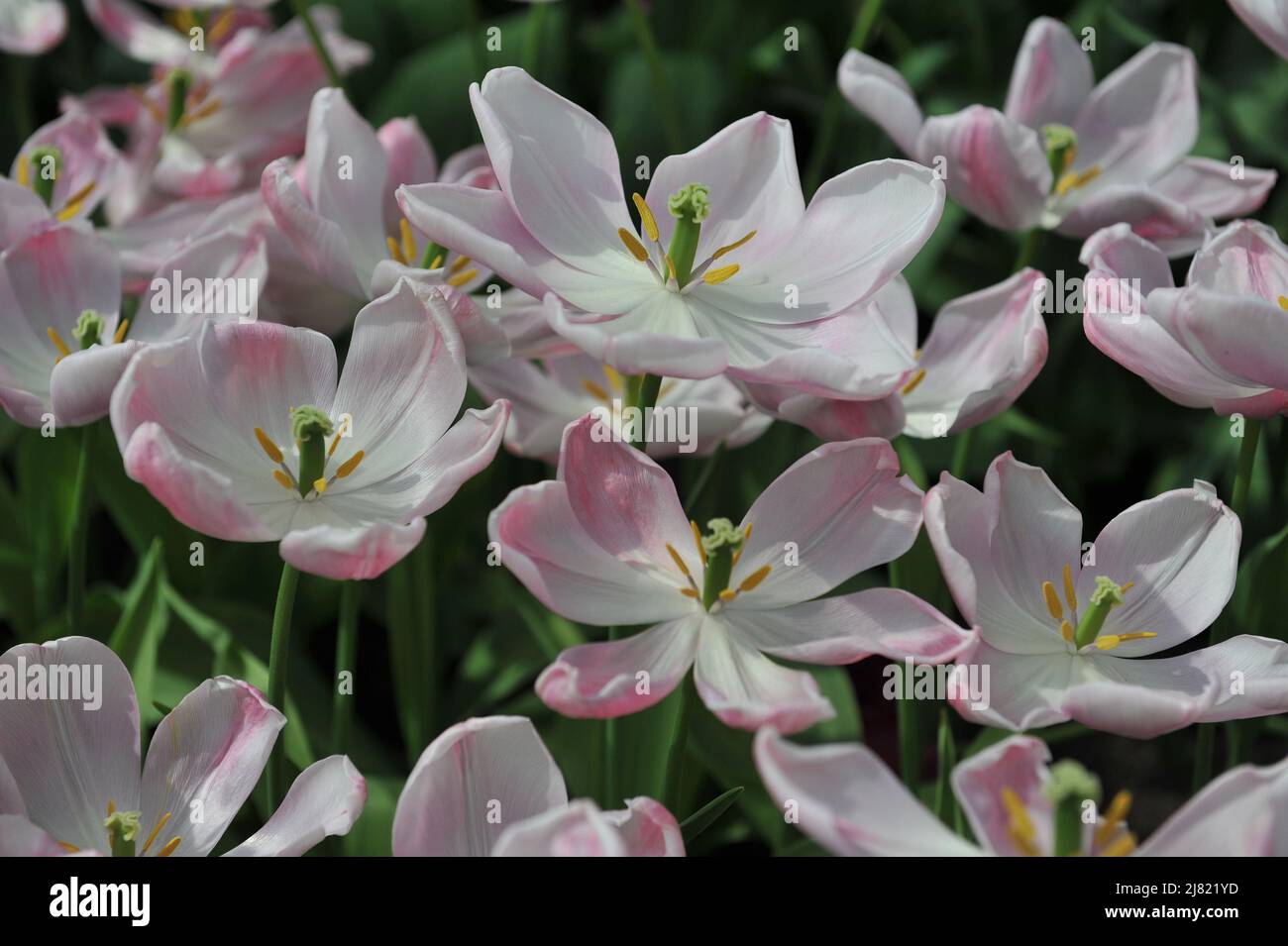 Apricot-pink and white Triumph tulips (Tulipa) Mango Charm bloom in a ...