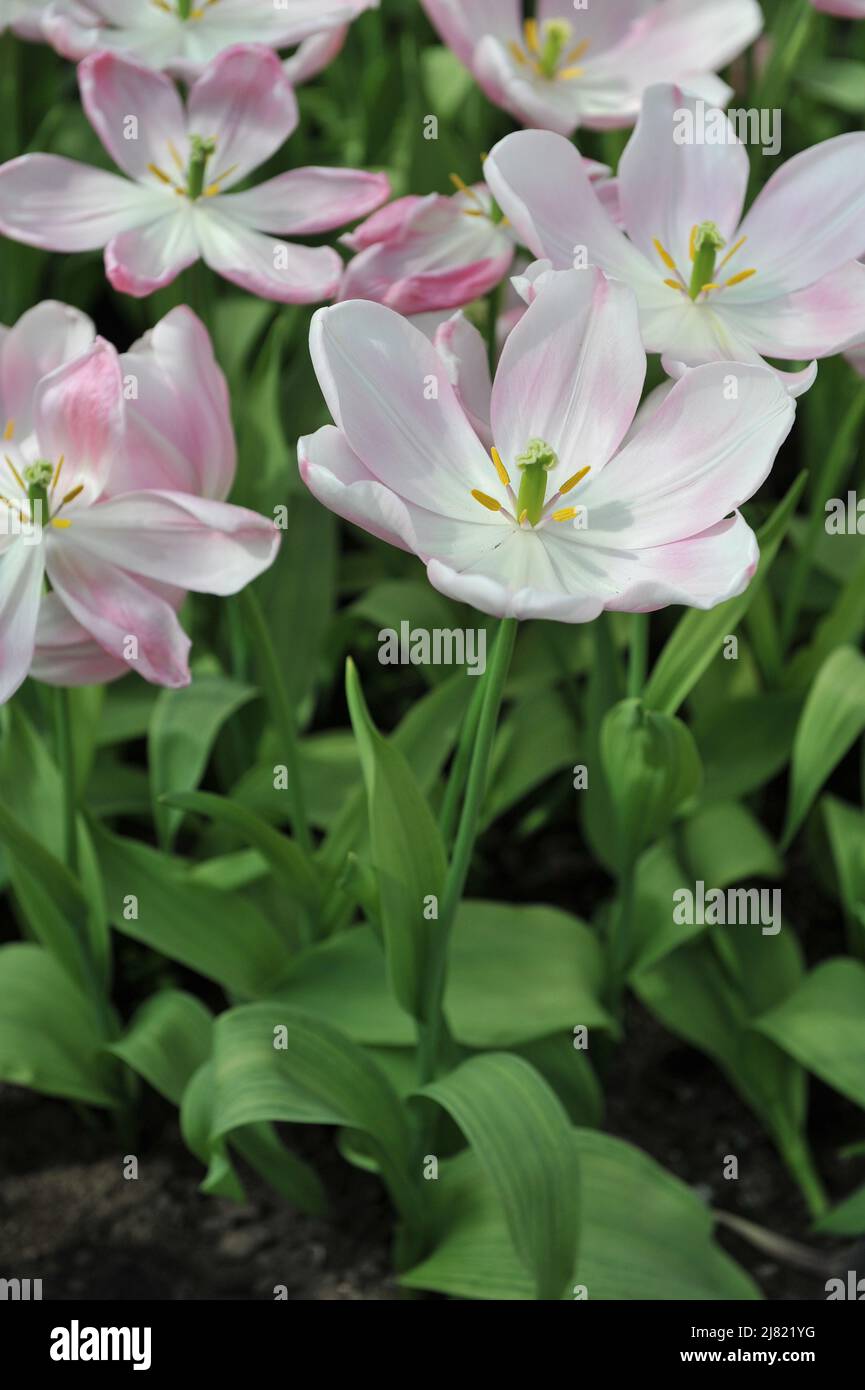 Apricot-pink and white Triumph tulips (Tulipa) Mango Charm bloom in a ...