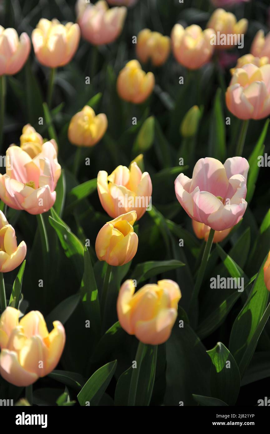 Apricot-pink and white Triumph tulips (Tulipa) Mango Charm bloom in a ...