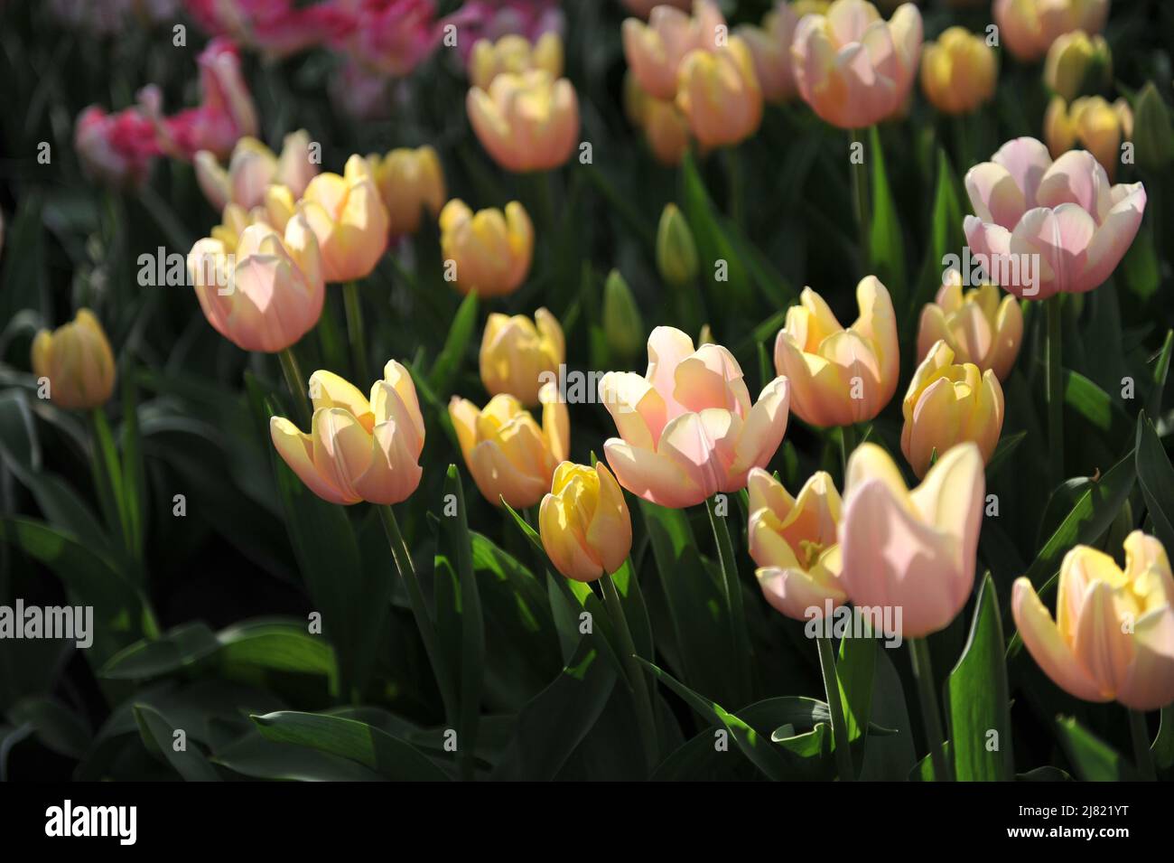 Apricot-pink and white Triumph tulips (Tulipa) Mango Charm bloom in a ...