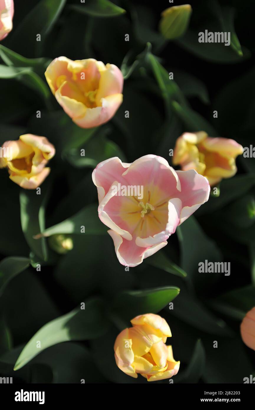 Apricot-pink and white Triumph tulips (Tulipa) Mango Charm bloom in a ...