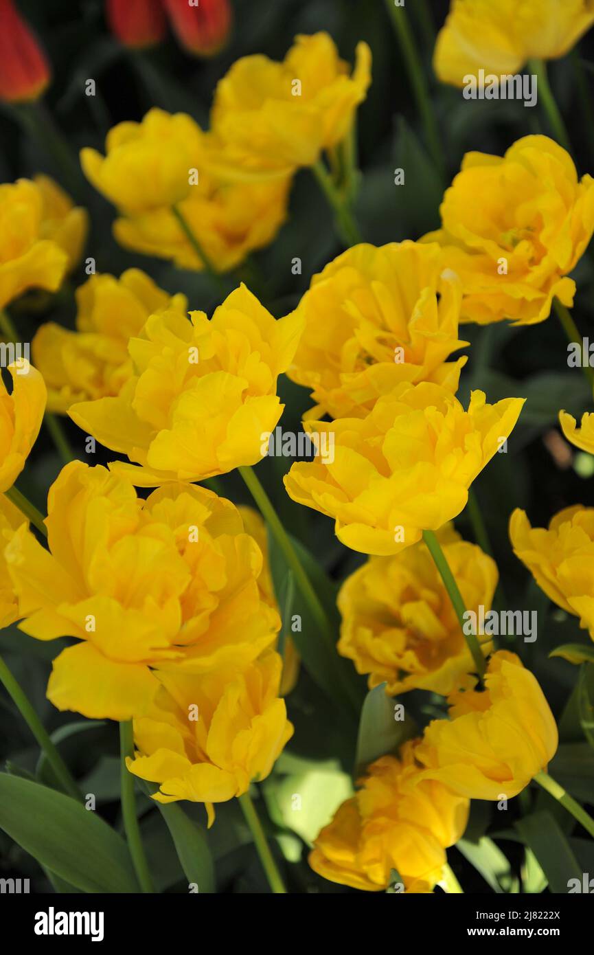 Yellow peony-flowered Double Early tulips (Tulipa) Marie Jo bloom in a ...