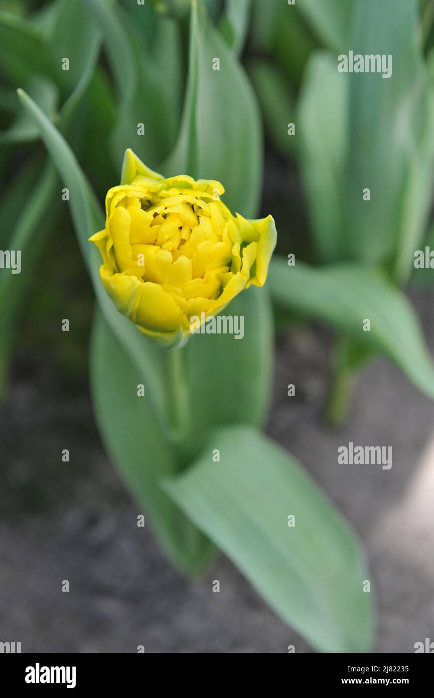 Yellow peony-flowered Double Early tulips (Tulipa) Marie Jo bloom in a ...