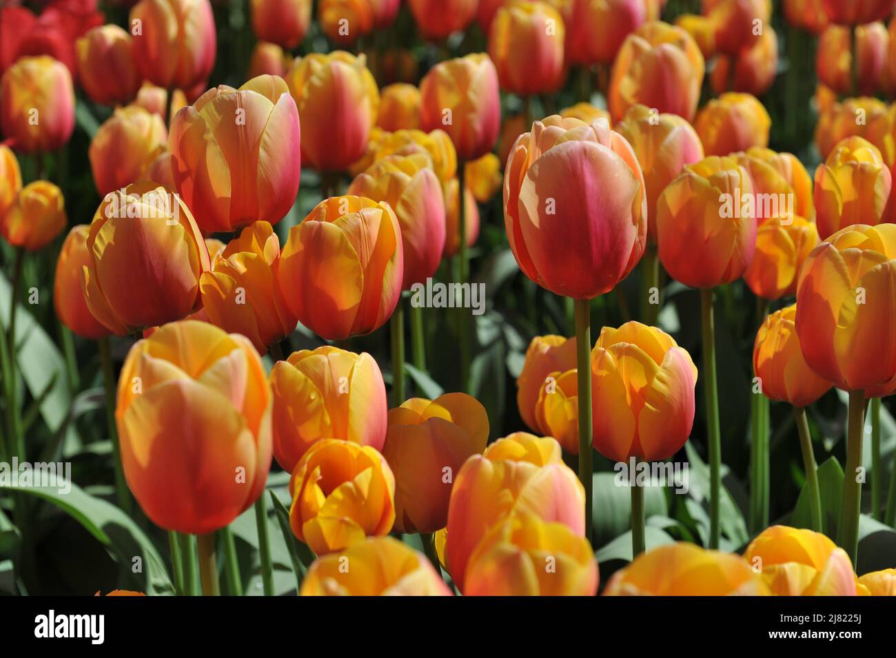 Orange Darwin Hybrid tulips (Tulipa) Marit bloom in a garden in April ...