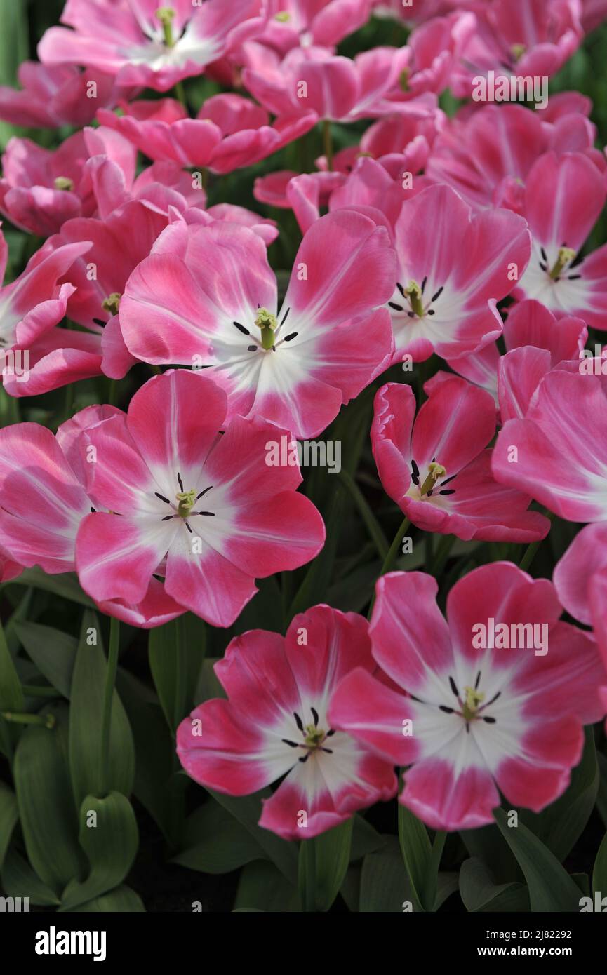 Pink and white Triumph tulips (Tulipa) Mark Pink bloom in a garden in ...