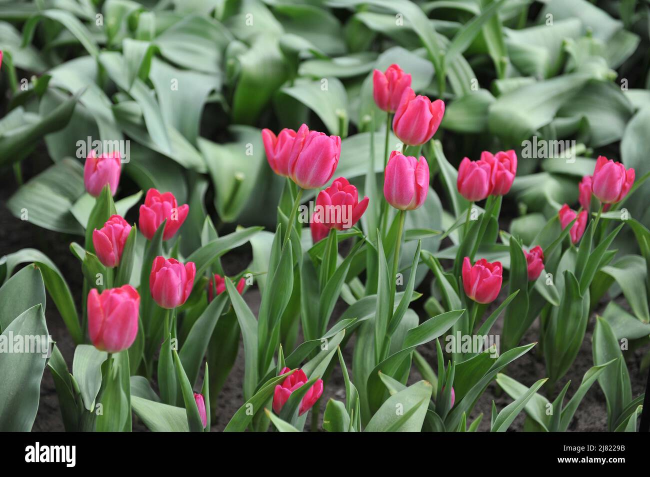 Pink and white Triumph tulips (Tulipa) Mark Pink bloom in a garden in ...