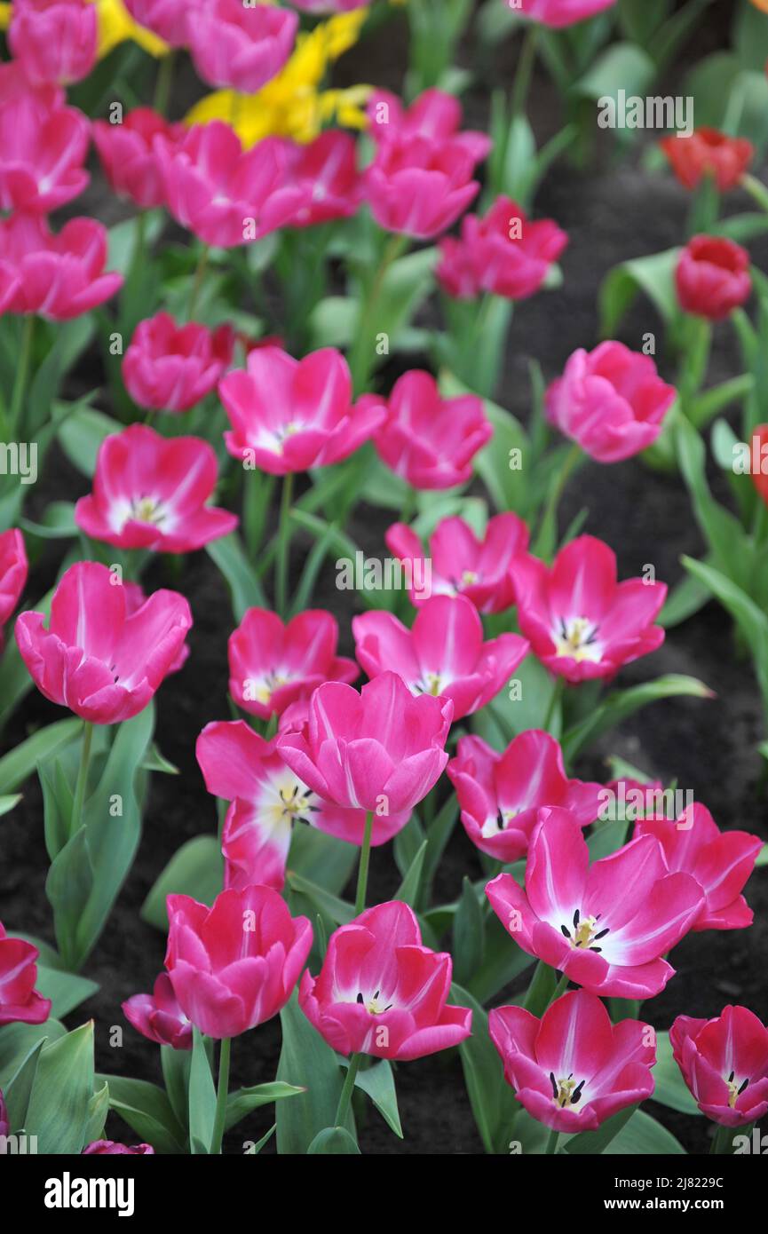 Pink and white Triumph tulips (Tulipa) Mark Pink bloom in a garden in ...