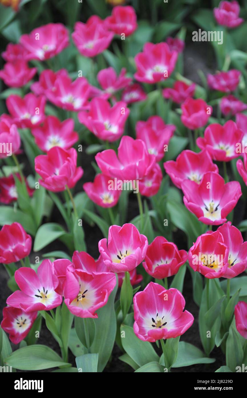Pink and white Triumph tulips (Tulipa) Mark Pink bloom in a garden in ...