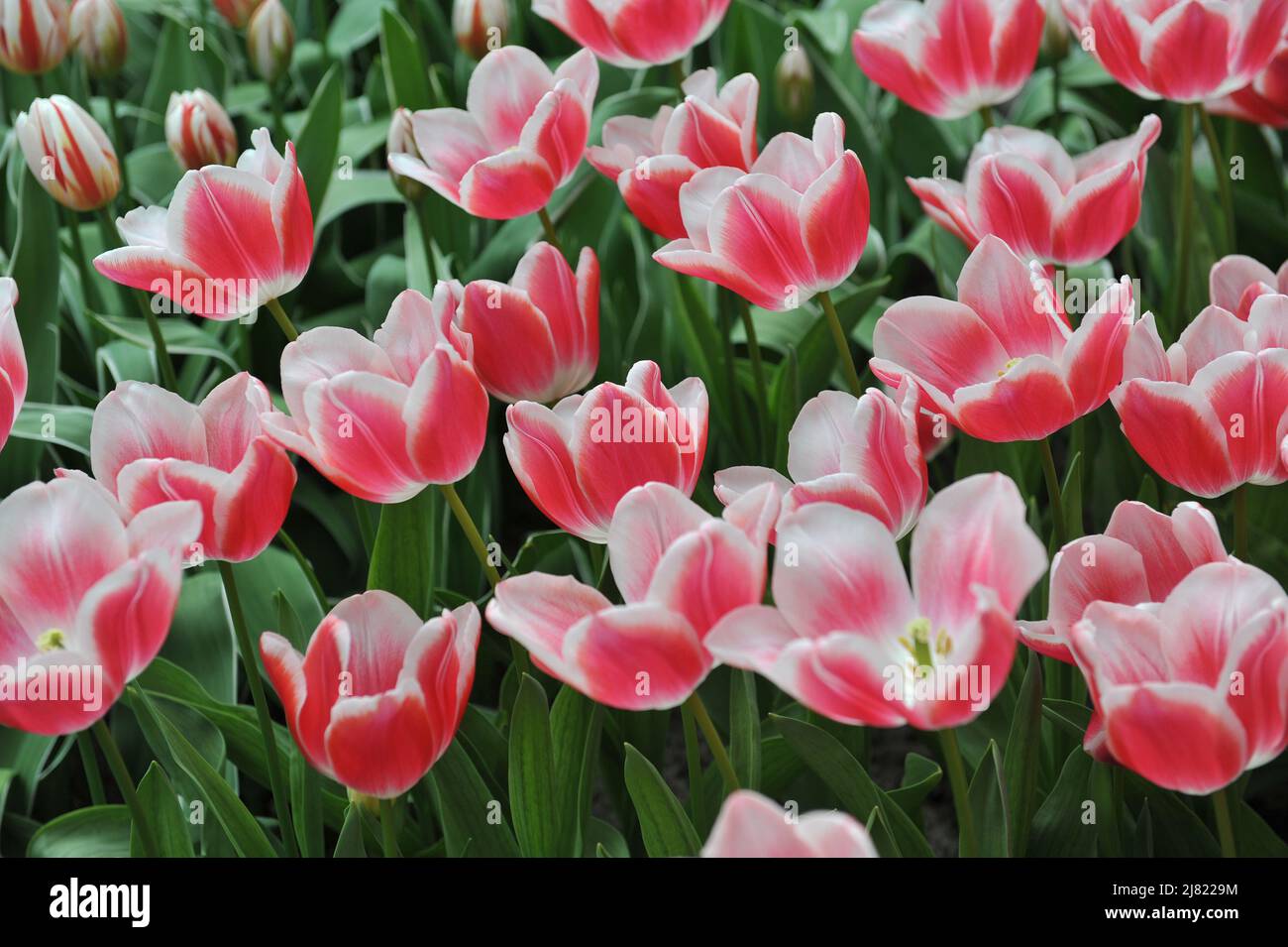 Red and white Triumph tulips (Tulipa) Marrero bloom in a garden in ...