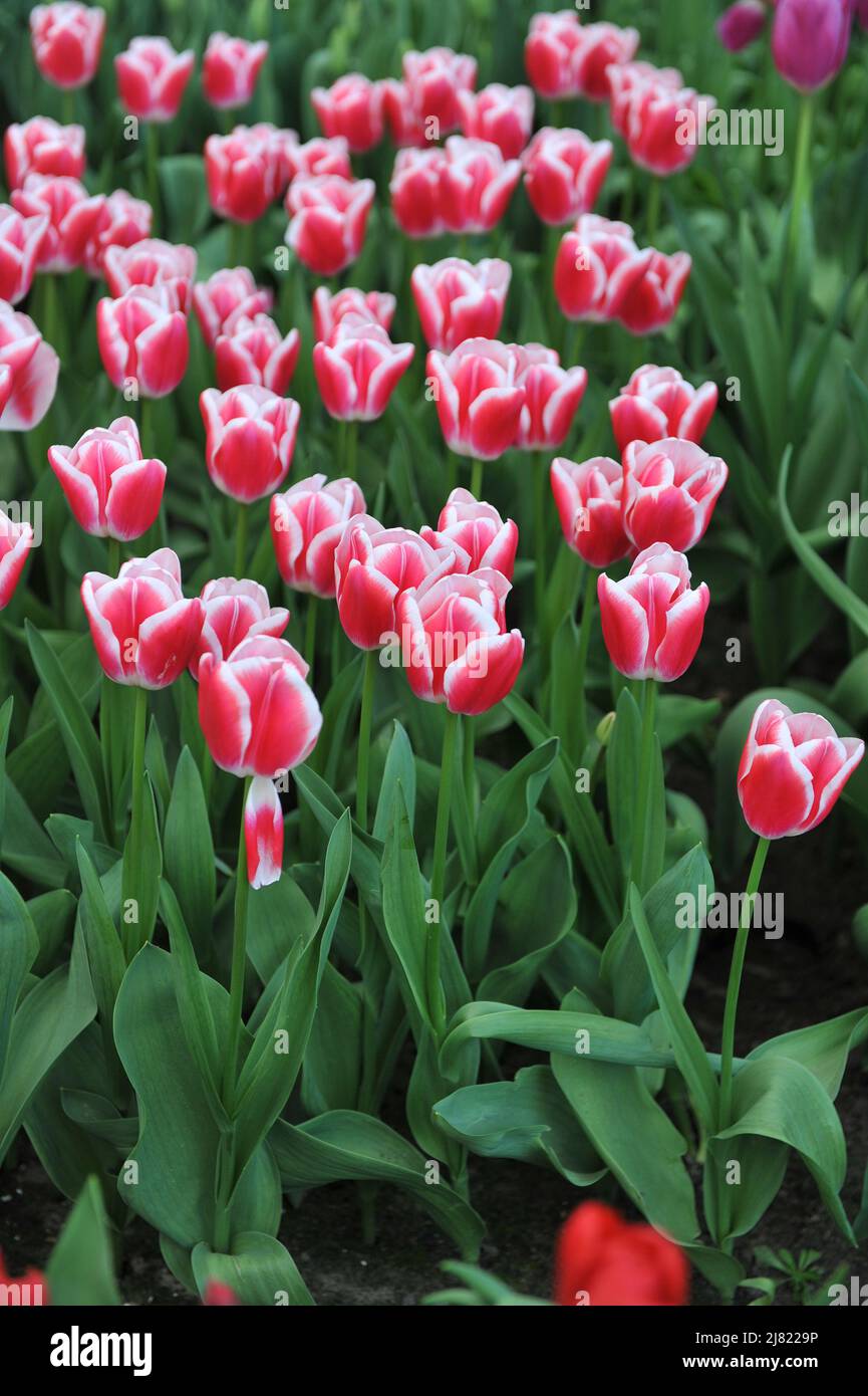 Tulipa marrero hi-res stock photography and images - Alamy