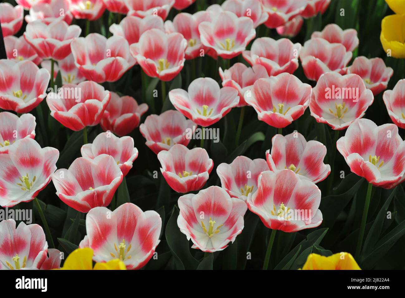 Red and white Triumph tulips (Tulipa) Marrero bloom in a garden in ...