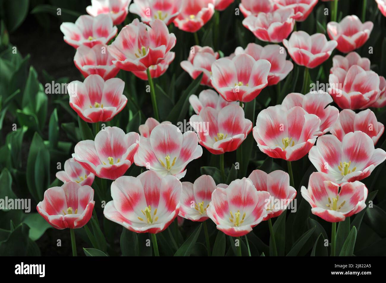 Red and white Triumph tulips (Tulipa) Marrero bloom in a garden in ...