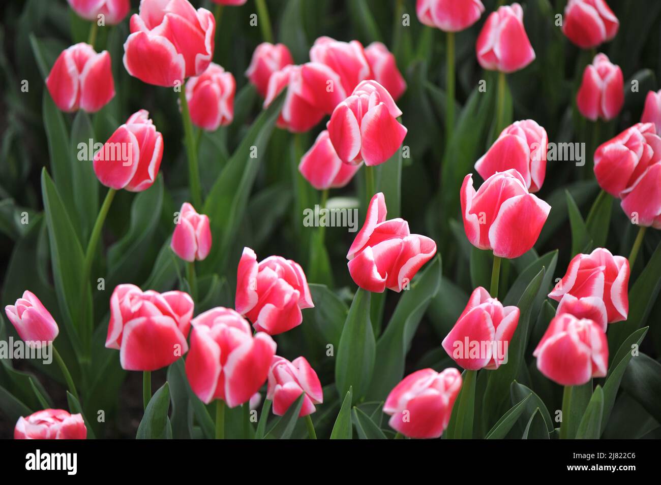 Red and white Triumph tulips (Tulipa) Marrero bloom in a garden in ...