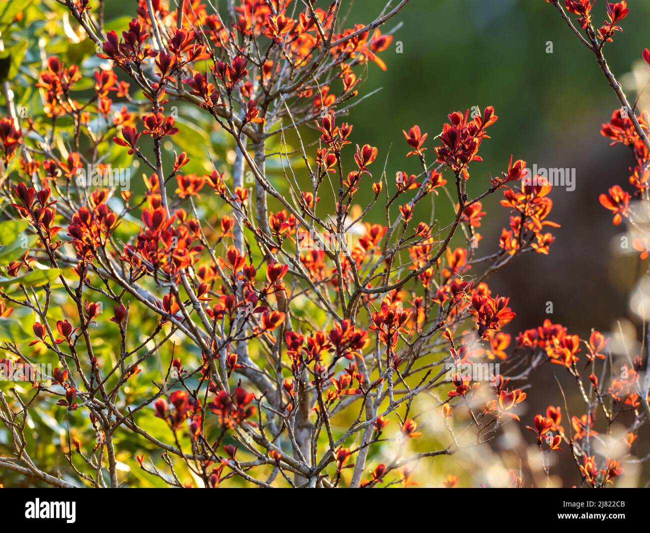A garden shrub with red leaves, backlit by the sun in Ambleside, UK ...