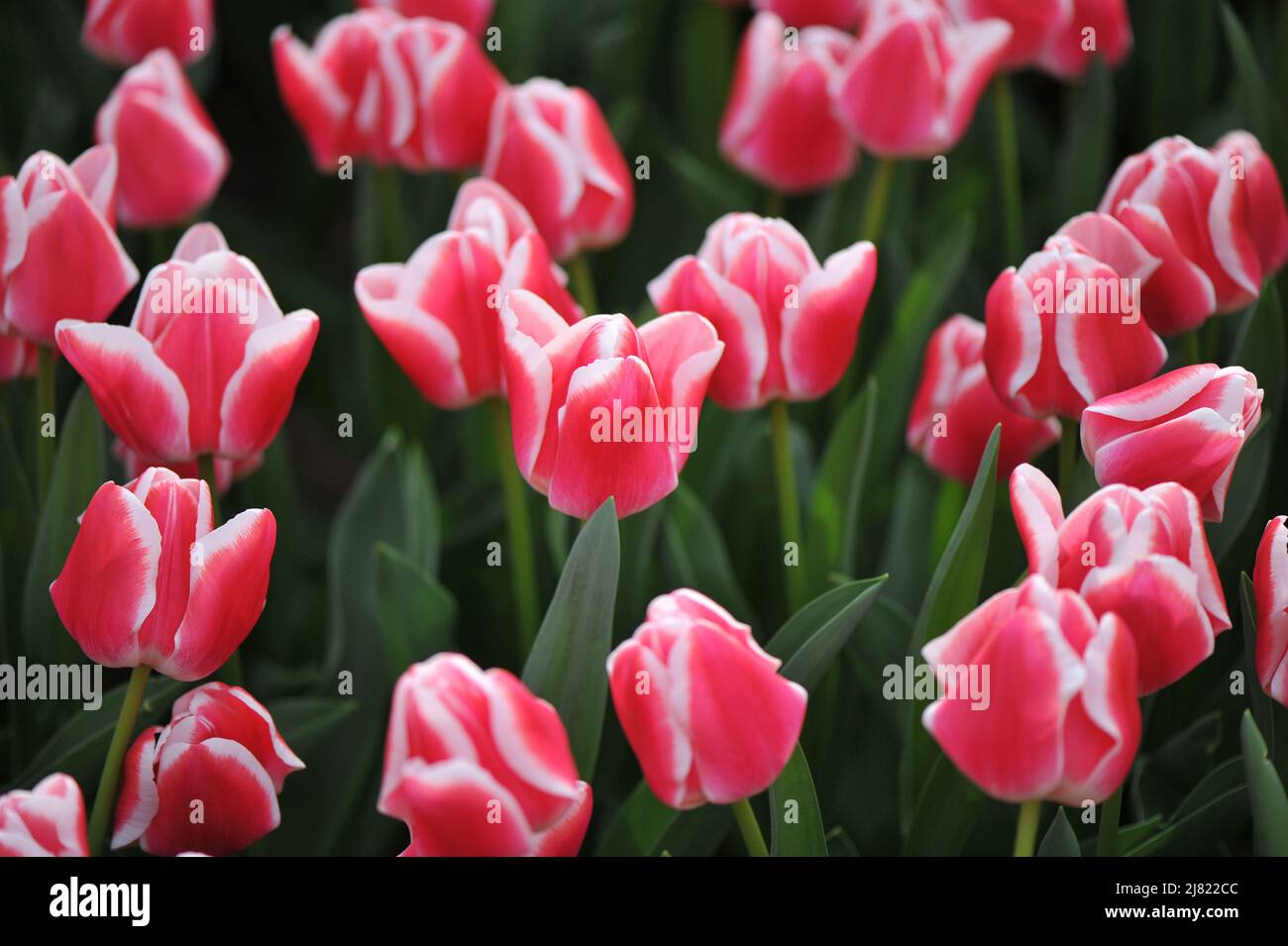 Red and white Triumph tulips (Tulipa) Marrero bloom in a garden in ...