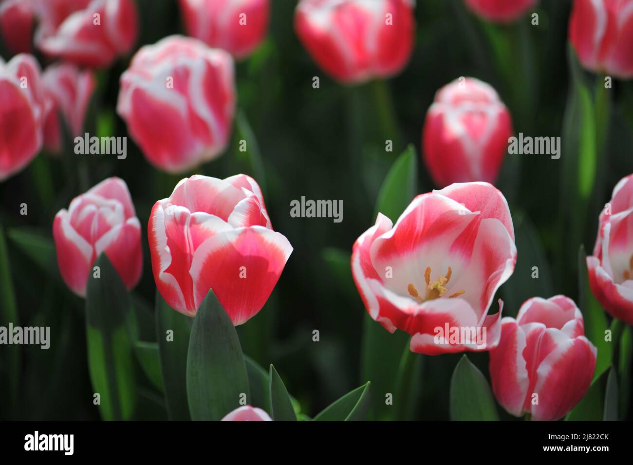 Tulipa marrero hi-res stock photography and images - Alamy