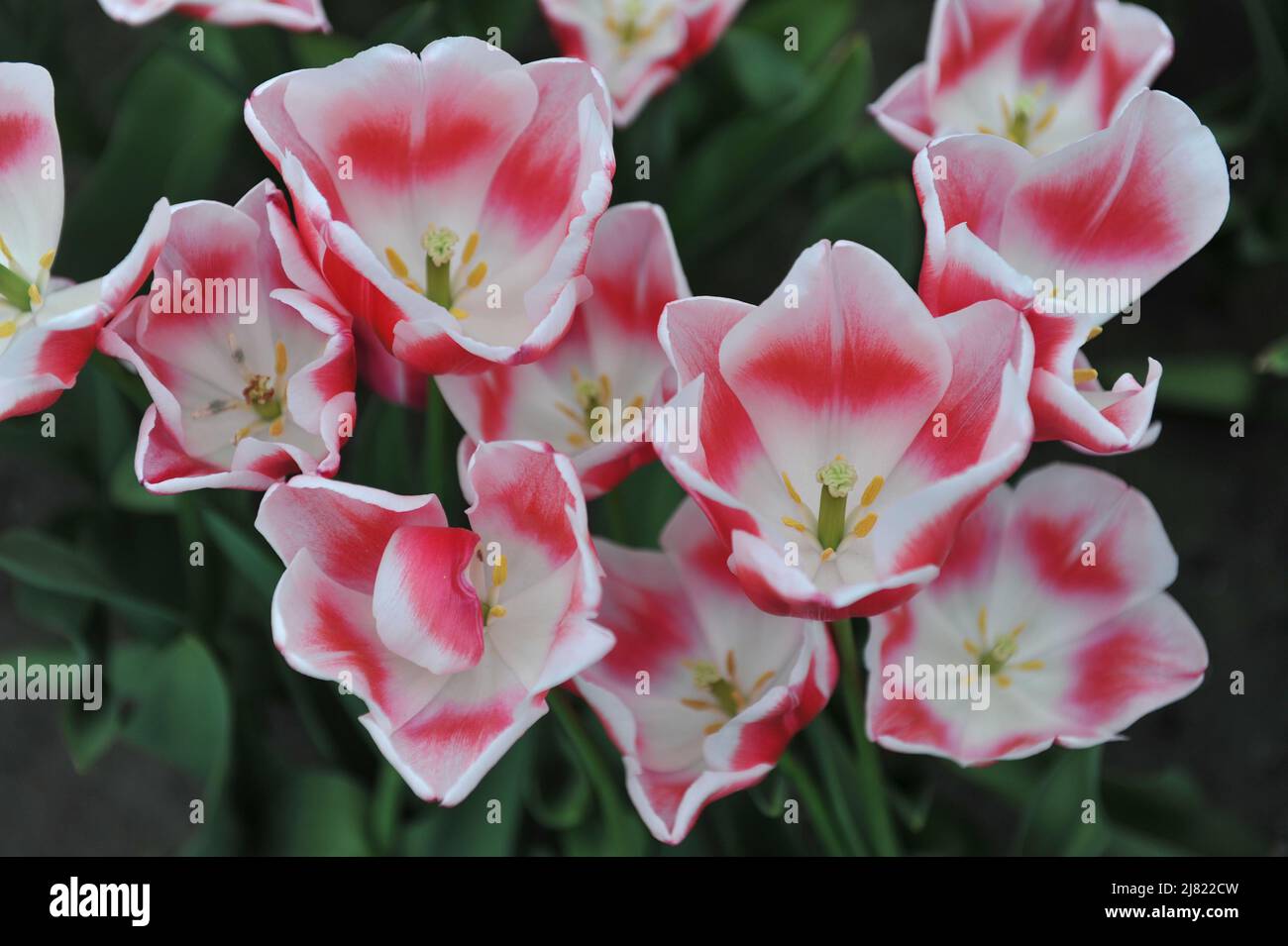 Red and white Triumph tulips (Tulipa) Marrero bloom in a garden in ...