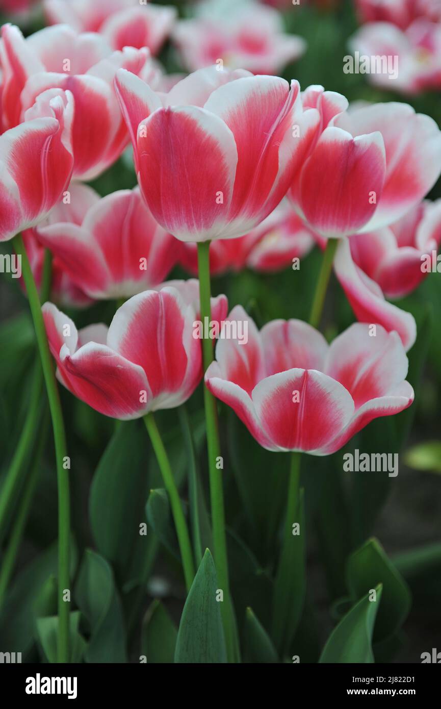 Tulipa marrero hi-res stock photography and images - Alamy