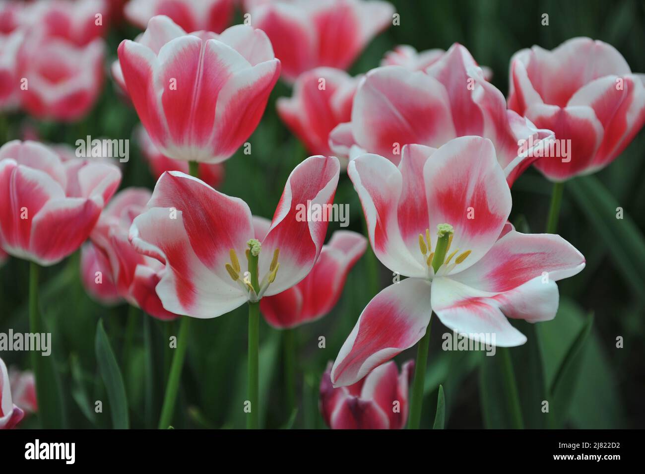 Tulipa marrero hi-res stock photography and images - Alamy