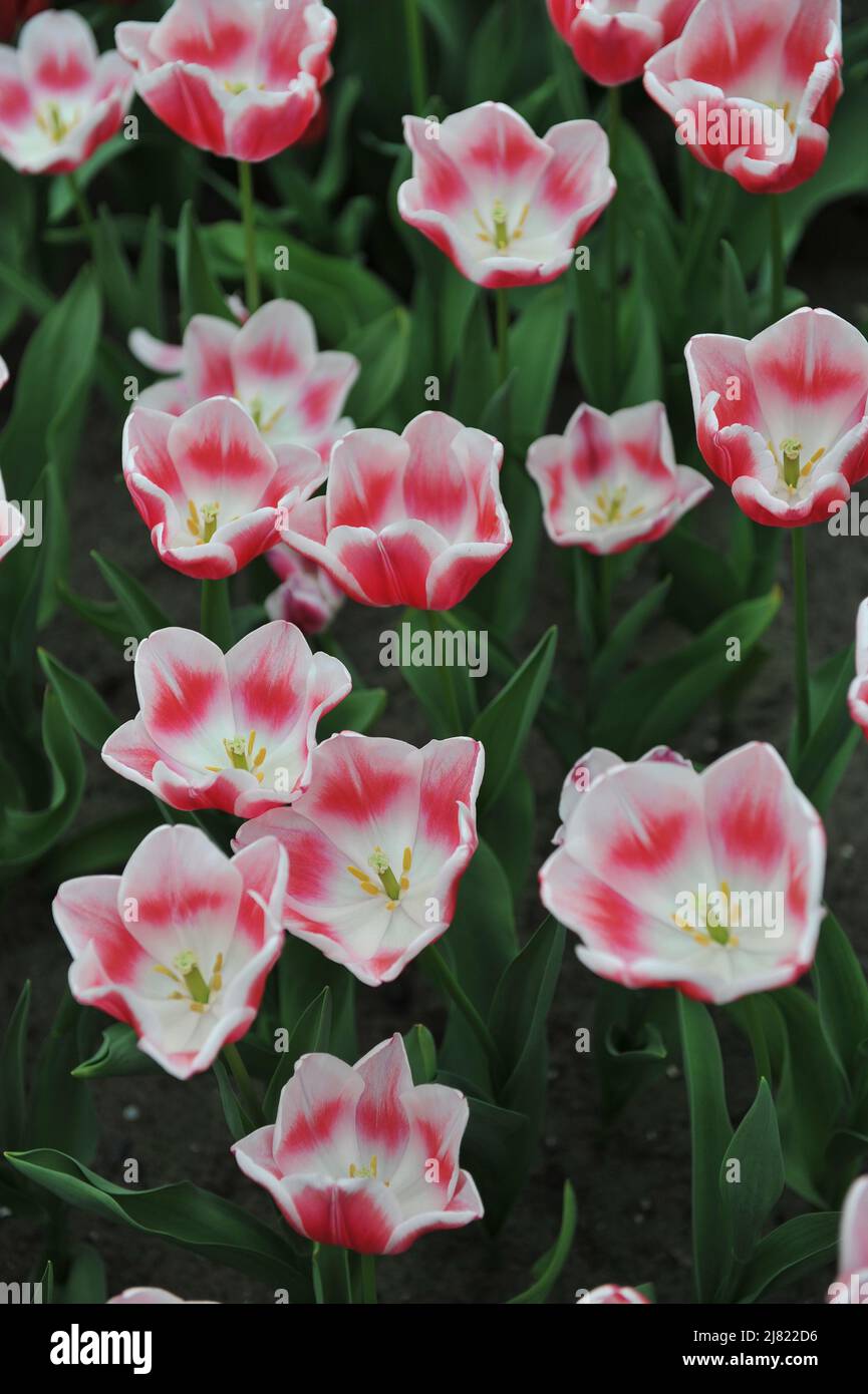 Red and white Triumph tulips (Tulipa) Marrero bloom in a garden in April Stock Photo - Alamy