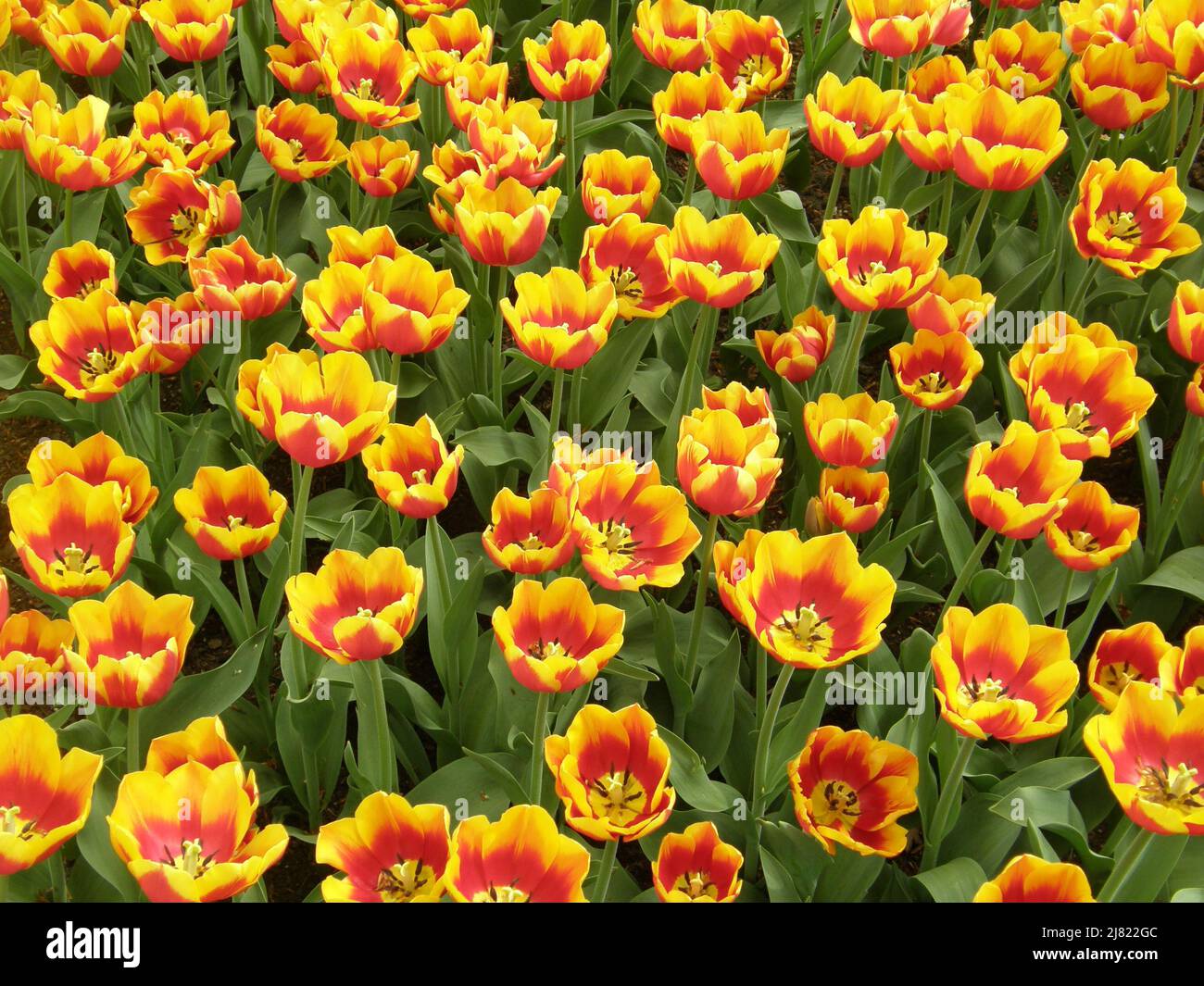 Yellow and red Triumph tulips (Tulipa) Mary Belle bloom in a garden in ...
