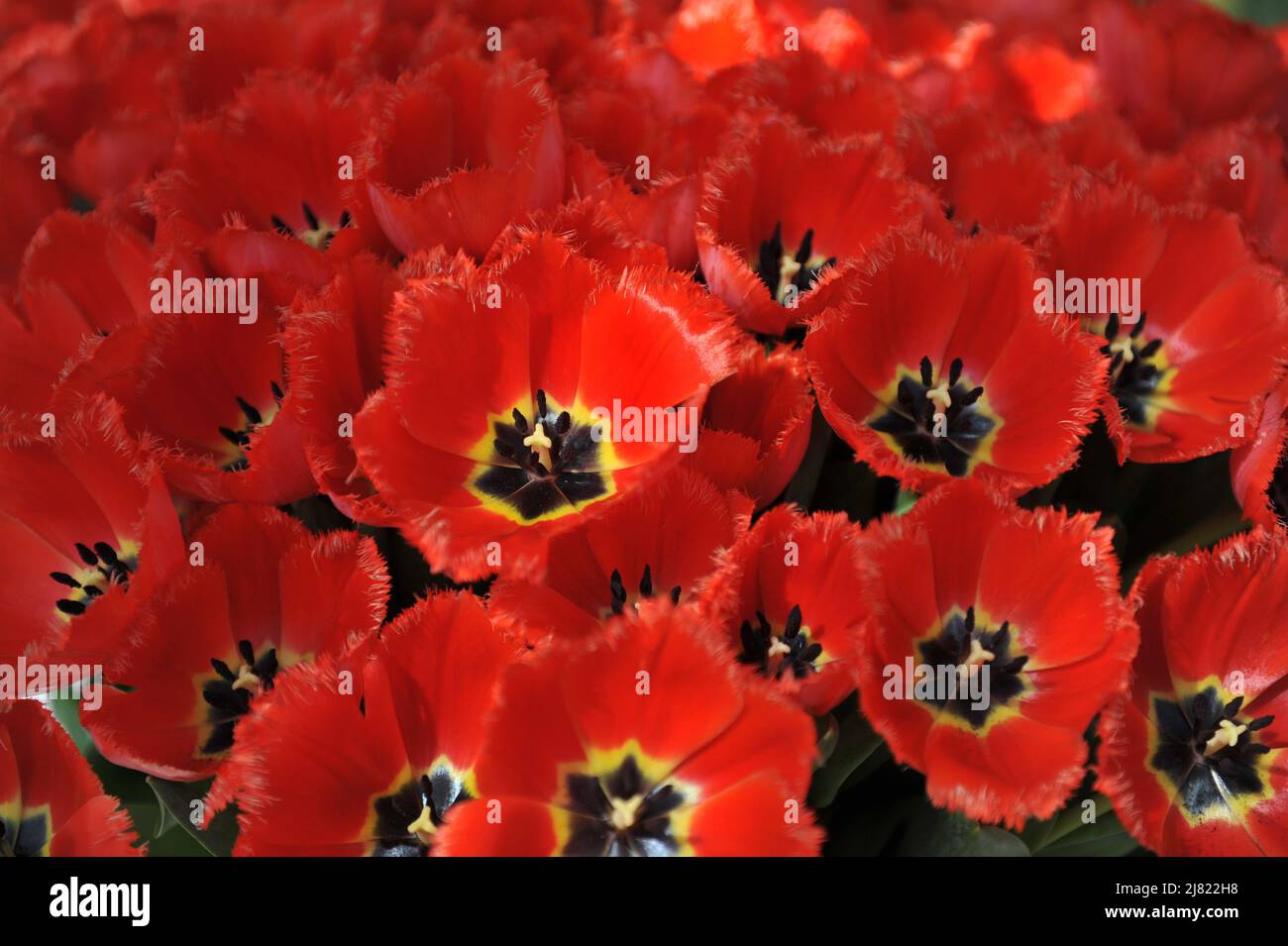 Red fringed tulips (Tulipa) Masterpeace bloom in a garden in April ...