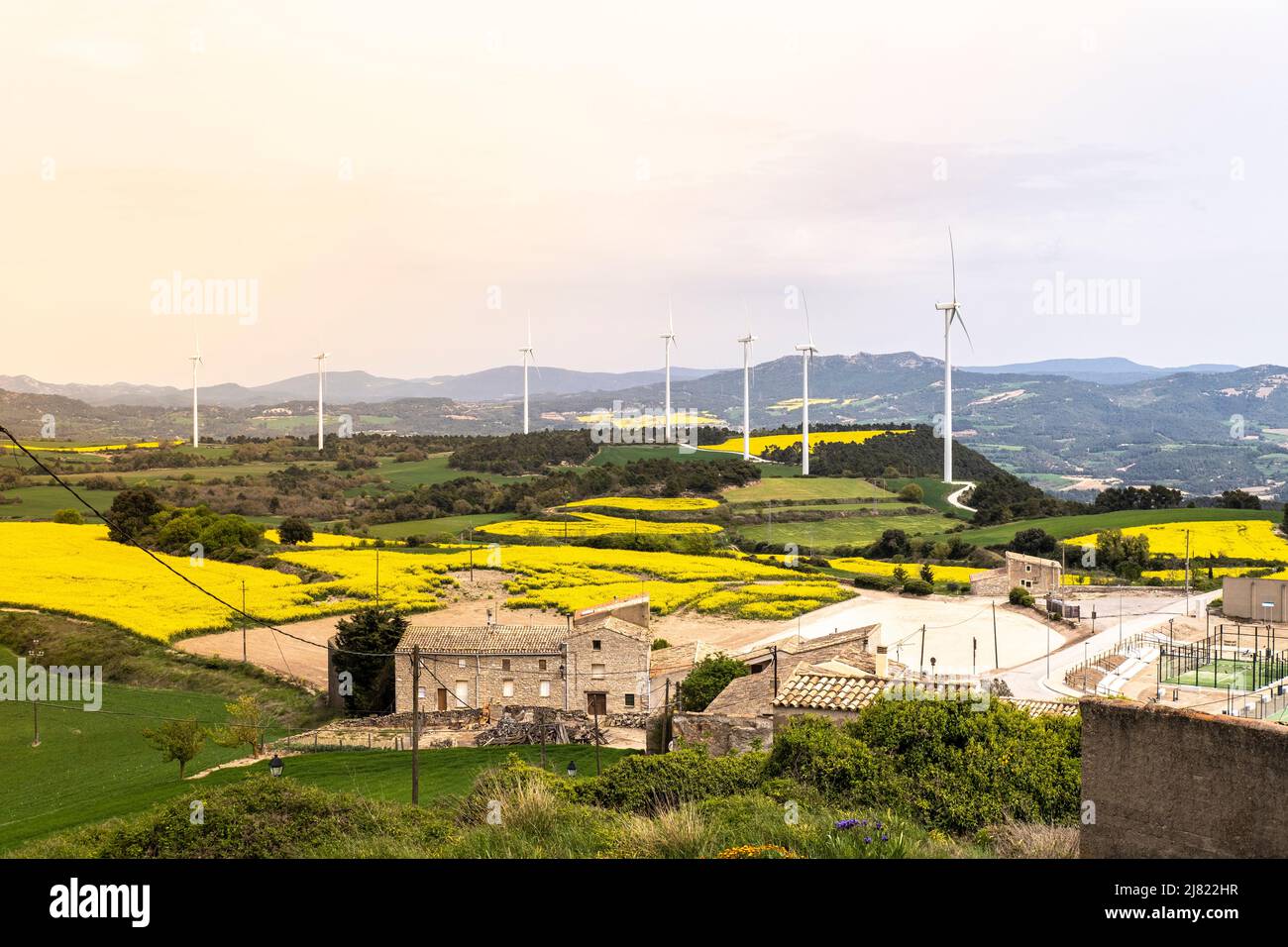 Rapeseed crop fields in bloom during spring in the town of Fores in ...