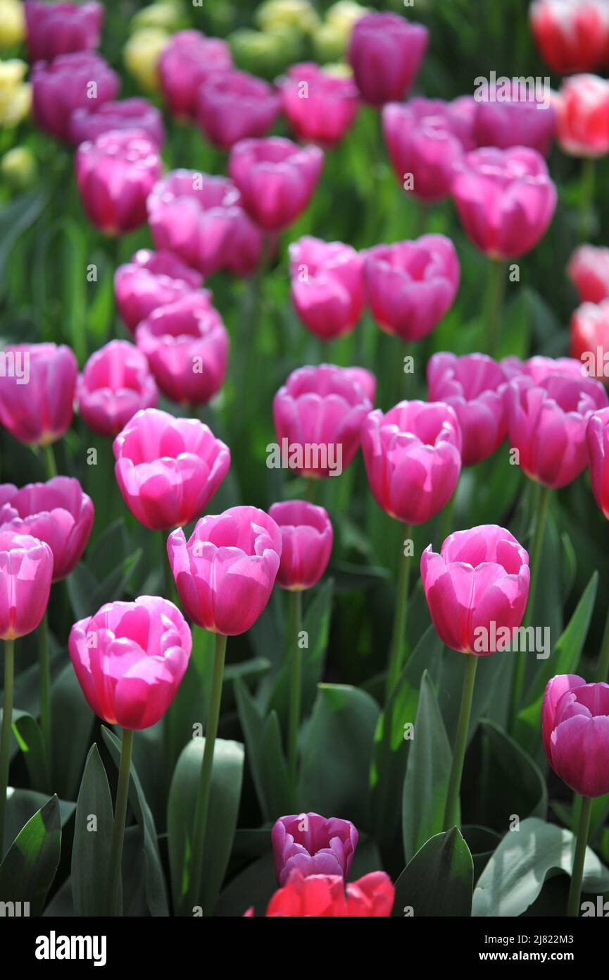 Pink Triumph tulips (Tulipa) Matangi bloom in a garden in March Stock ...