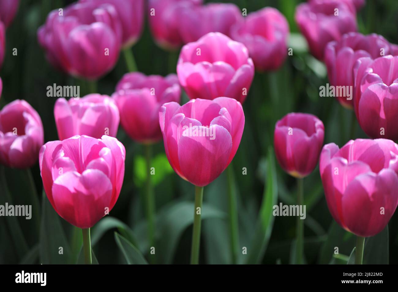 Pink Triumph tulips (Tulipa) Matangi bloom in a garden in March Stock ...