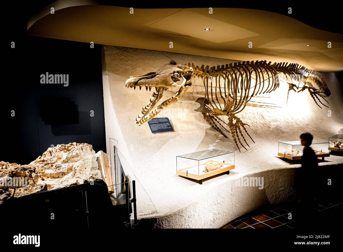 View of boy walking past a mounted Mosasaurus fossil at the Natural ...