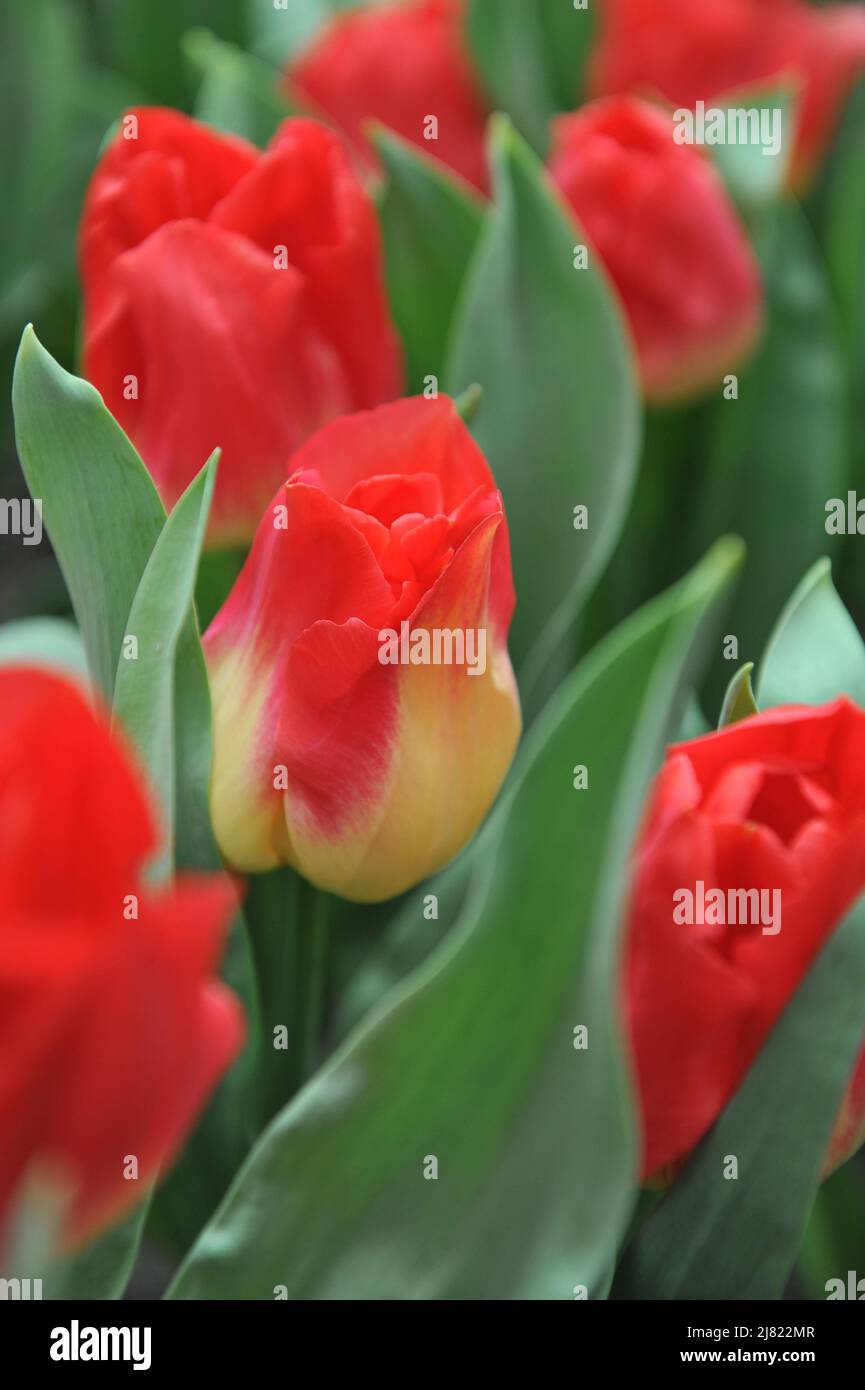 Red and yellow Triumph tulips (Tulipa) Match bloom in a garden in April ...