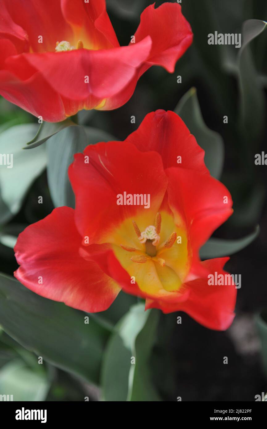 Red and yellow Triumph tulips (Tulipa) Match bloom in a garden in April ...