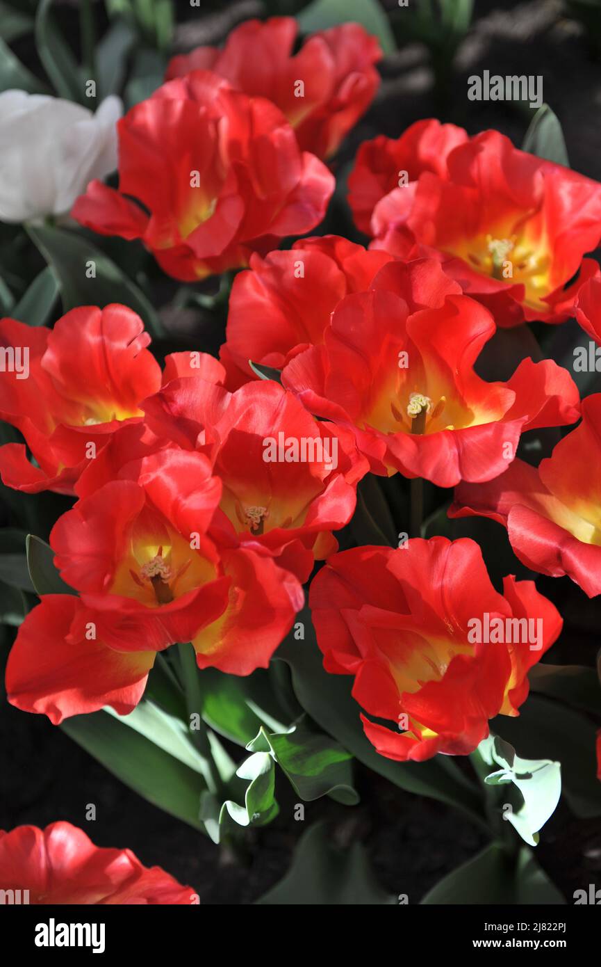 Red and yellow Triumph tulips (Tulipa) Match bloom in a garden in April ...