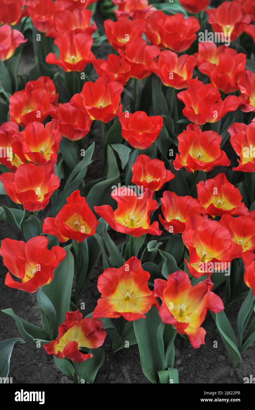 Red and yellow Triumph tulips (Tulipa) Match bloom in a garden in April ...