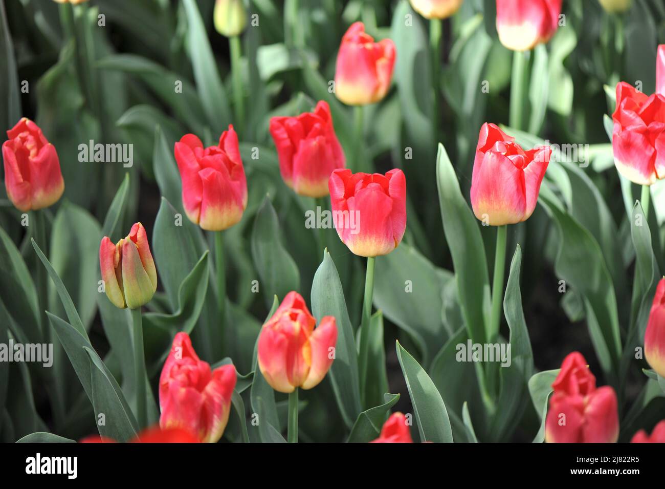 Red and yellow Triumph tulips (Tulipa) Match bloom in a garden in March ...