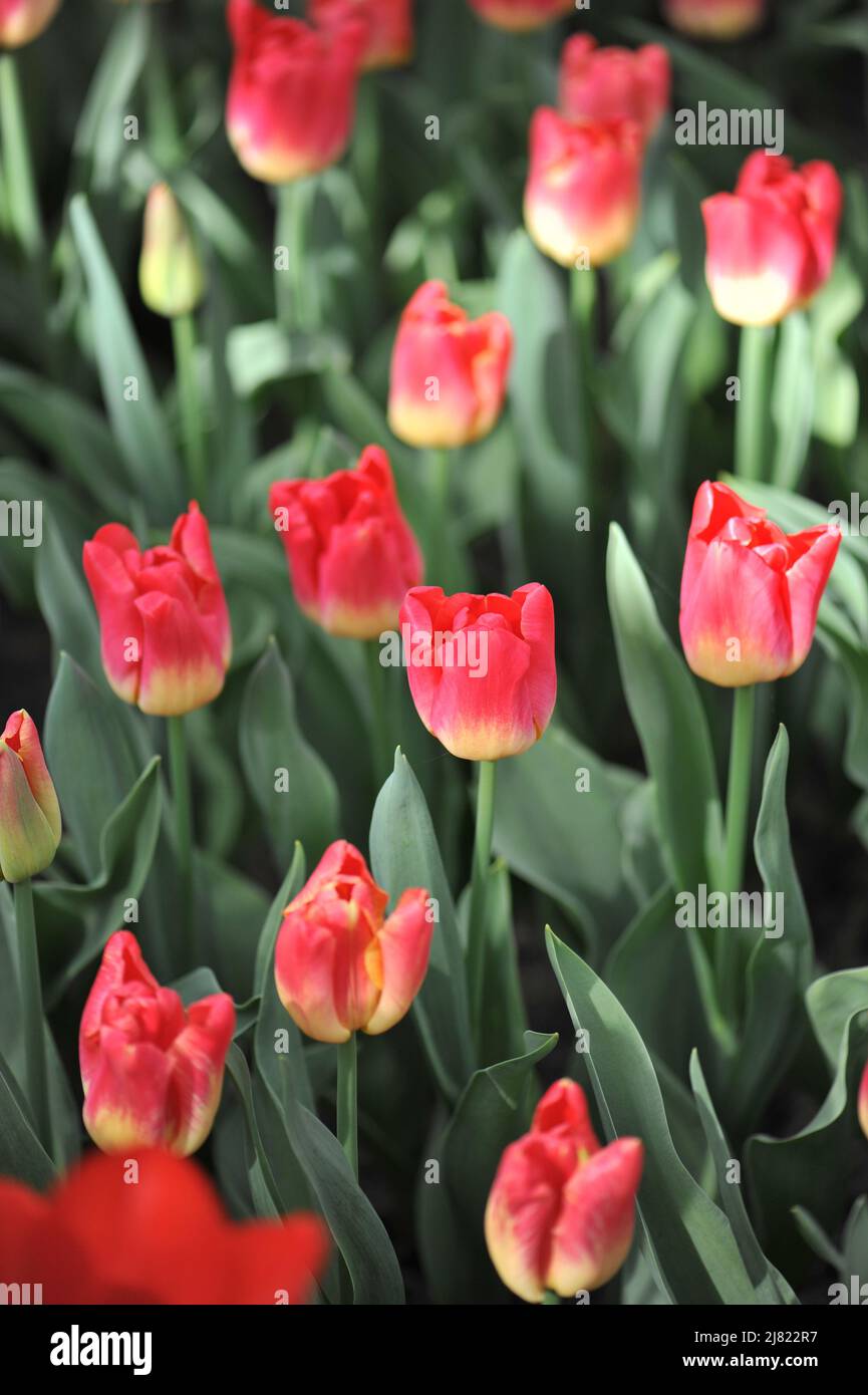 Red and yellow Triumph tulips (Tulipa) Match bloom in a garden in March ...