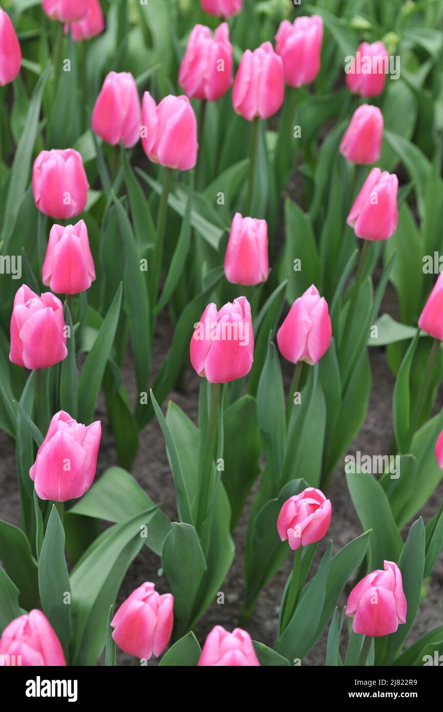 Pink Triumph tulips (Tulipa) Matchmaker bloom in a garden in March ...