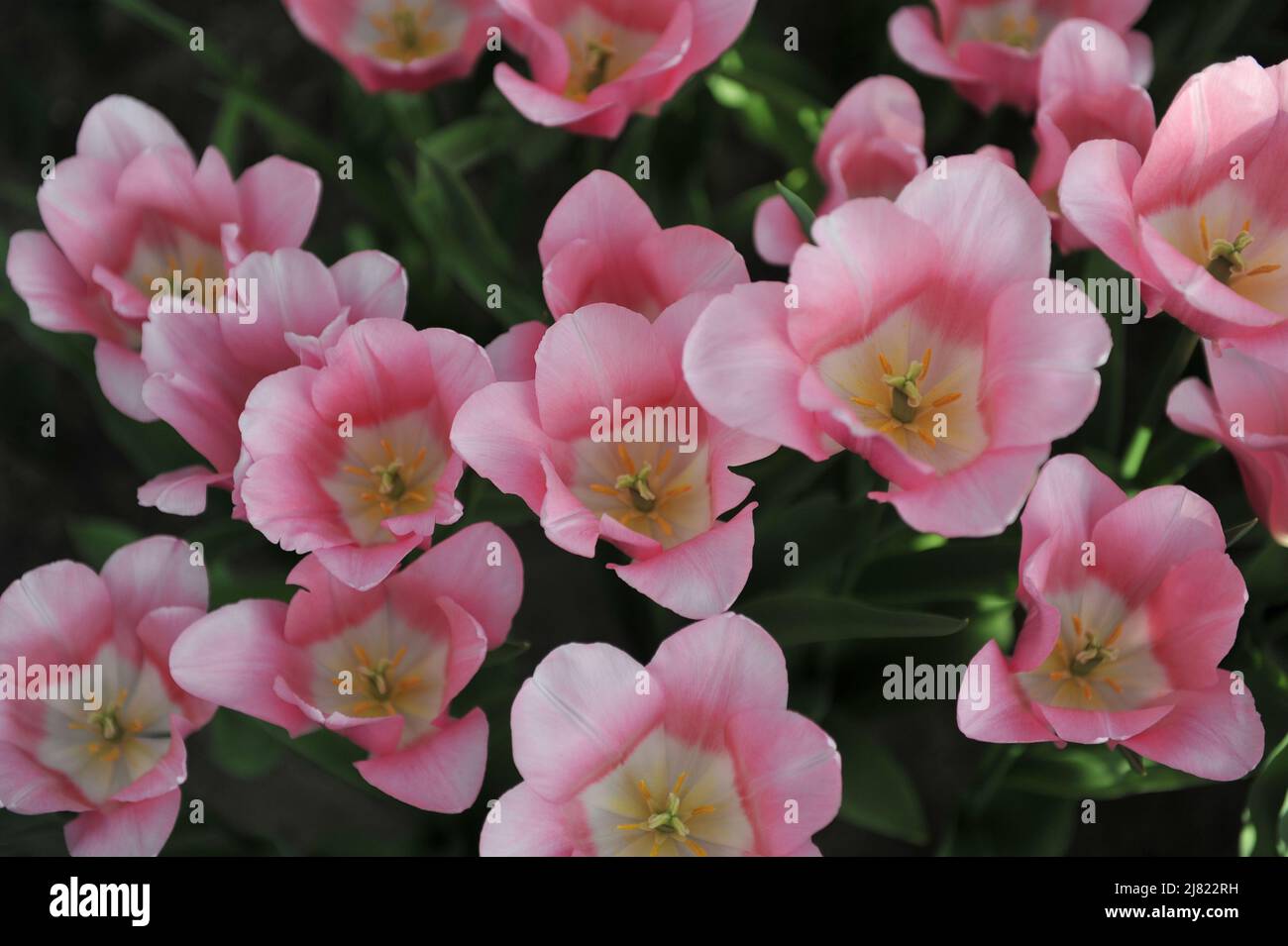 Matchmaker hi-res stock photography and images - Alamy