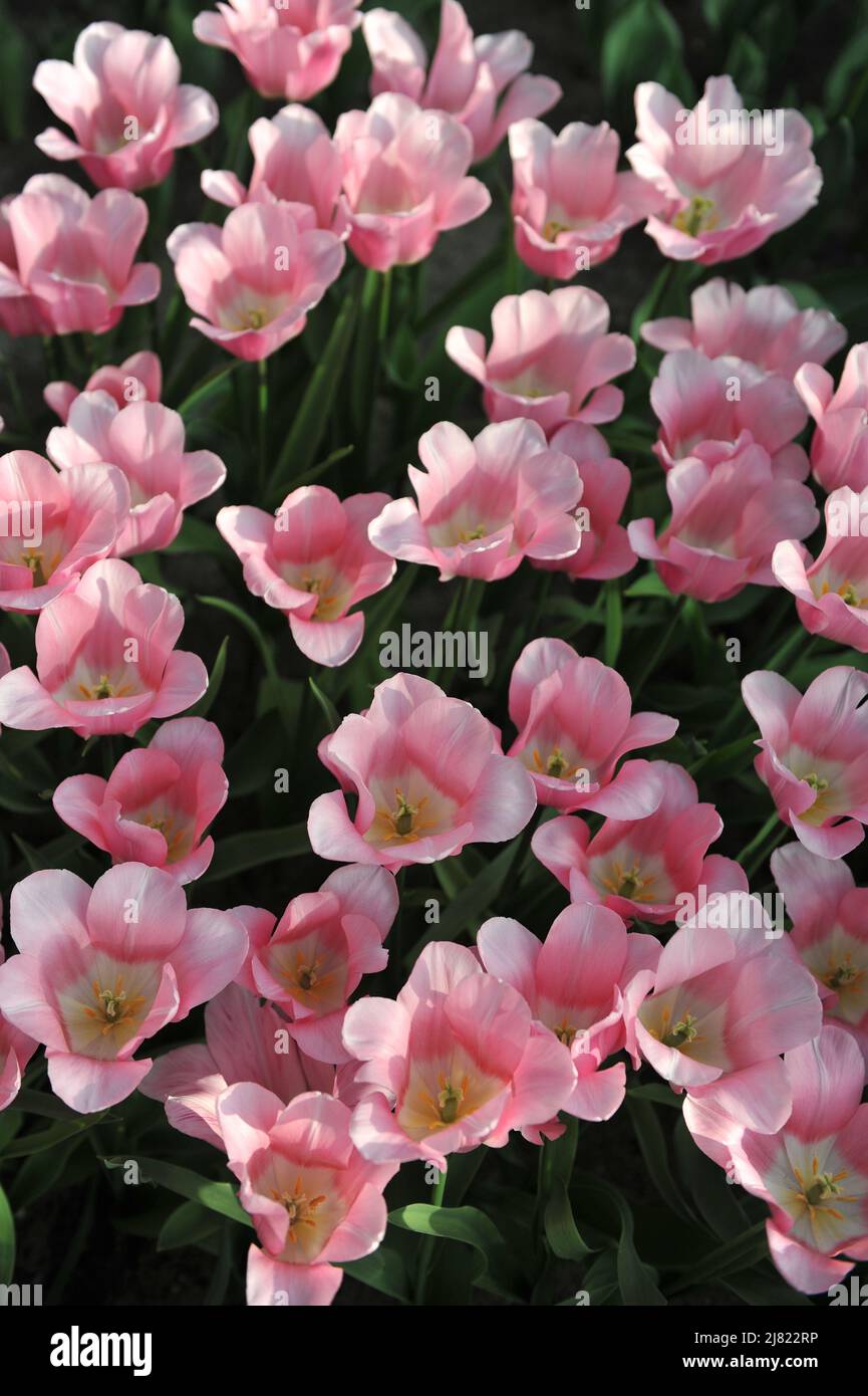Pink Triumph tulips (Tulipa) Matchmaker bloom in a garden in March ...