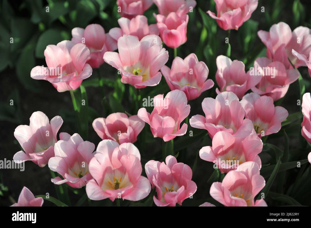 Pink Triumph tulips (Tulipa) Matchmaker bloom in a garden in March ...