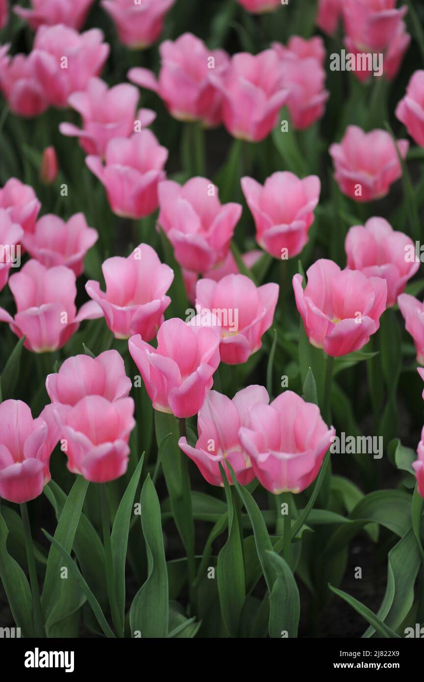 Pink Triumph tulips (Tulipa) Matchmaker bloom in a garden in March ...