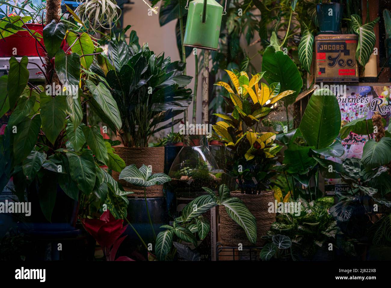 Shop window retail display of tropical leafy indoor house plants and ...